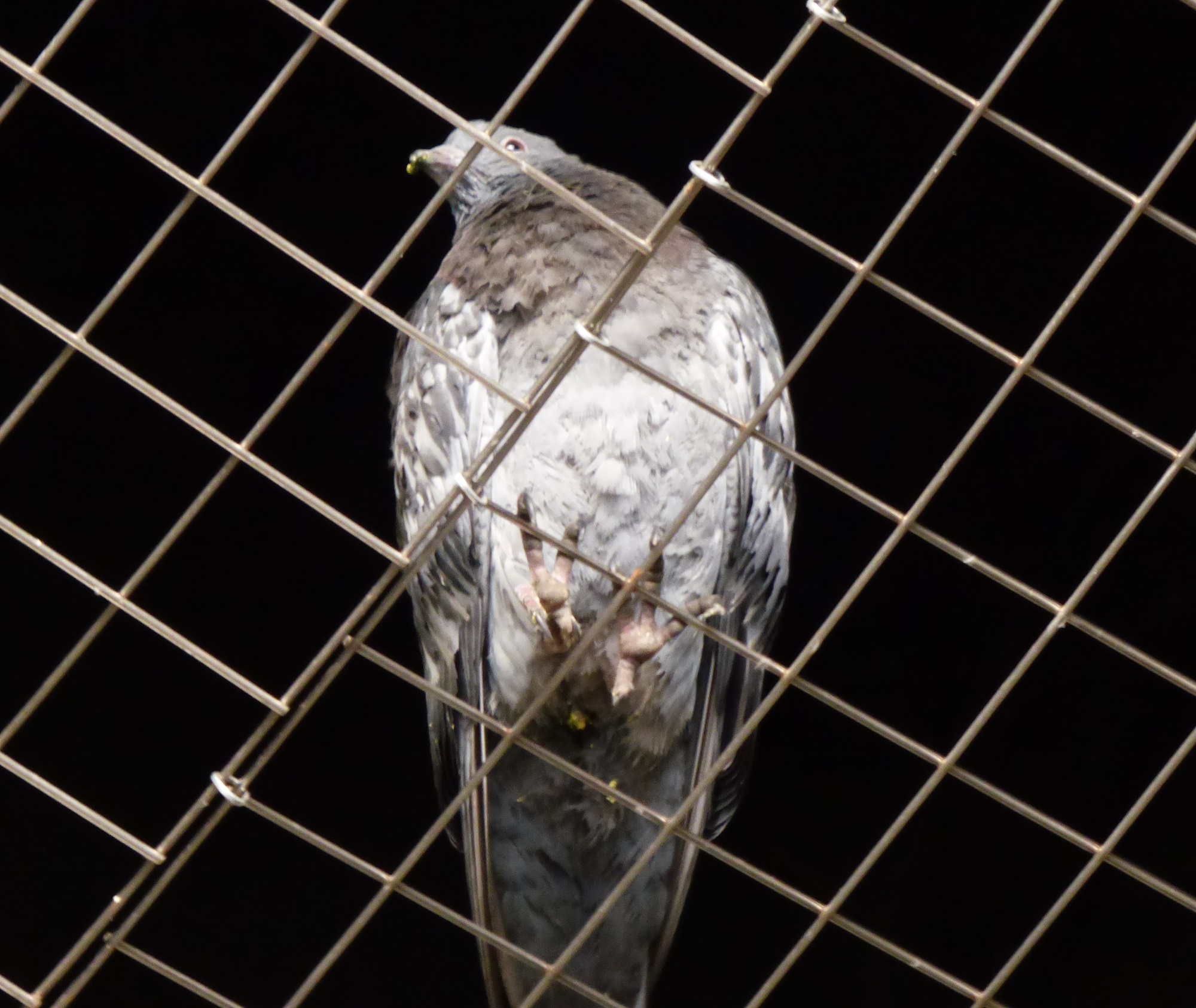 Network Rail 'sorry' after trapping nesting pigeons under New Southgate ...